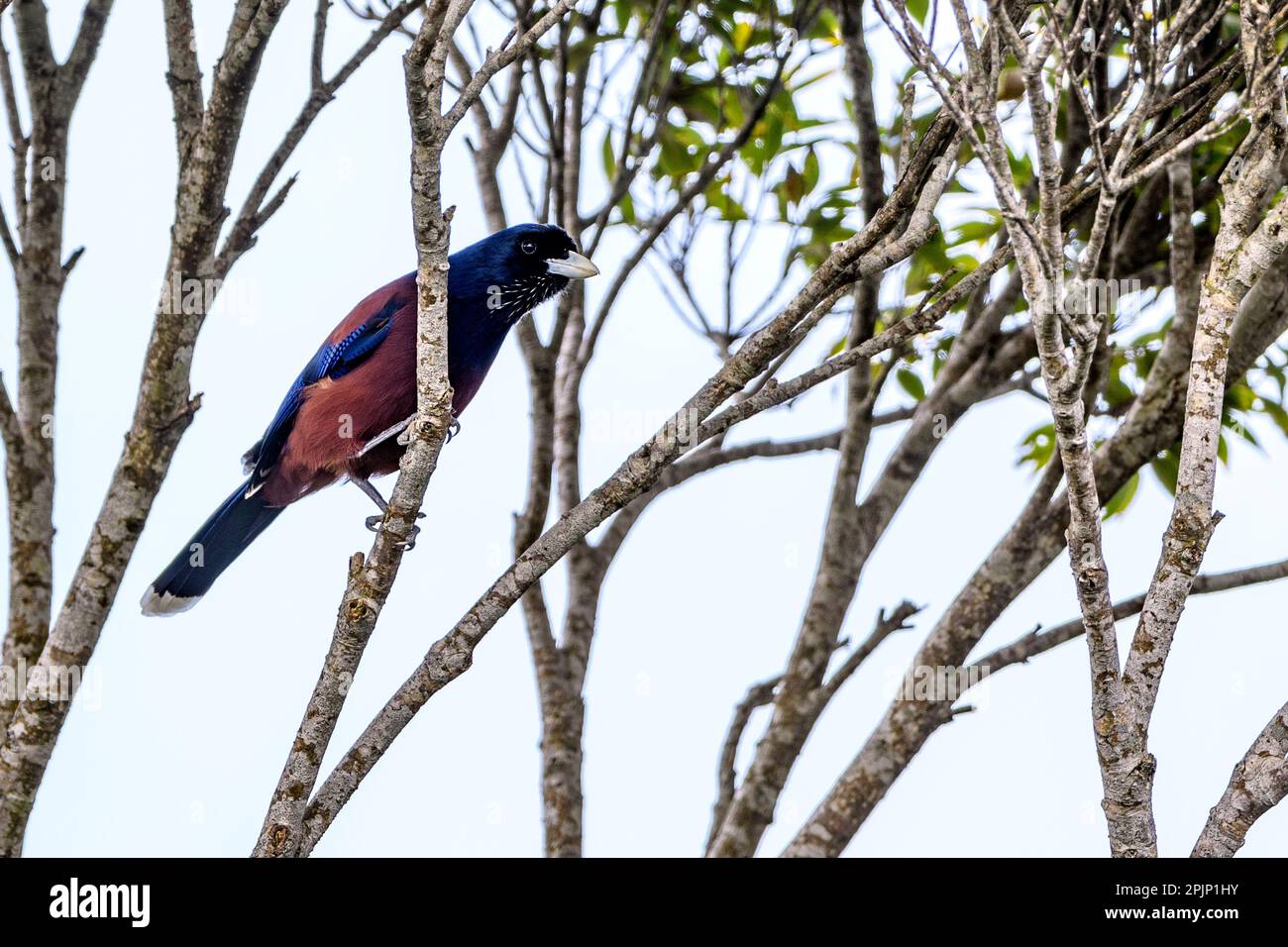 Amami jay (Garrulus lidthi) from Amami Oshima, southern Japan Stock ...