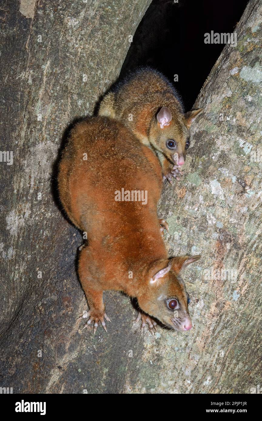 Common brushtail possum (Trichosurus vulpecula, mother and offspring ...