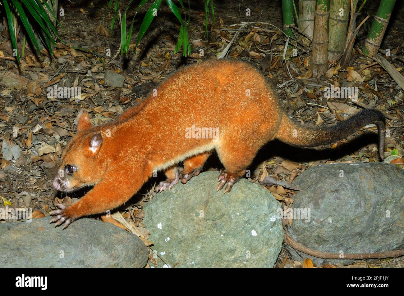 Common brushtail possum (Trichosurus vulpecula) from Queensland ...
