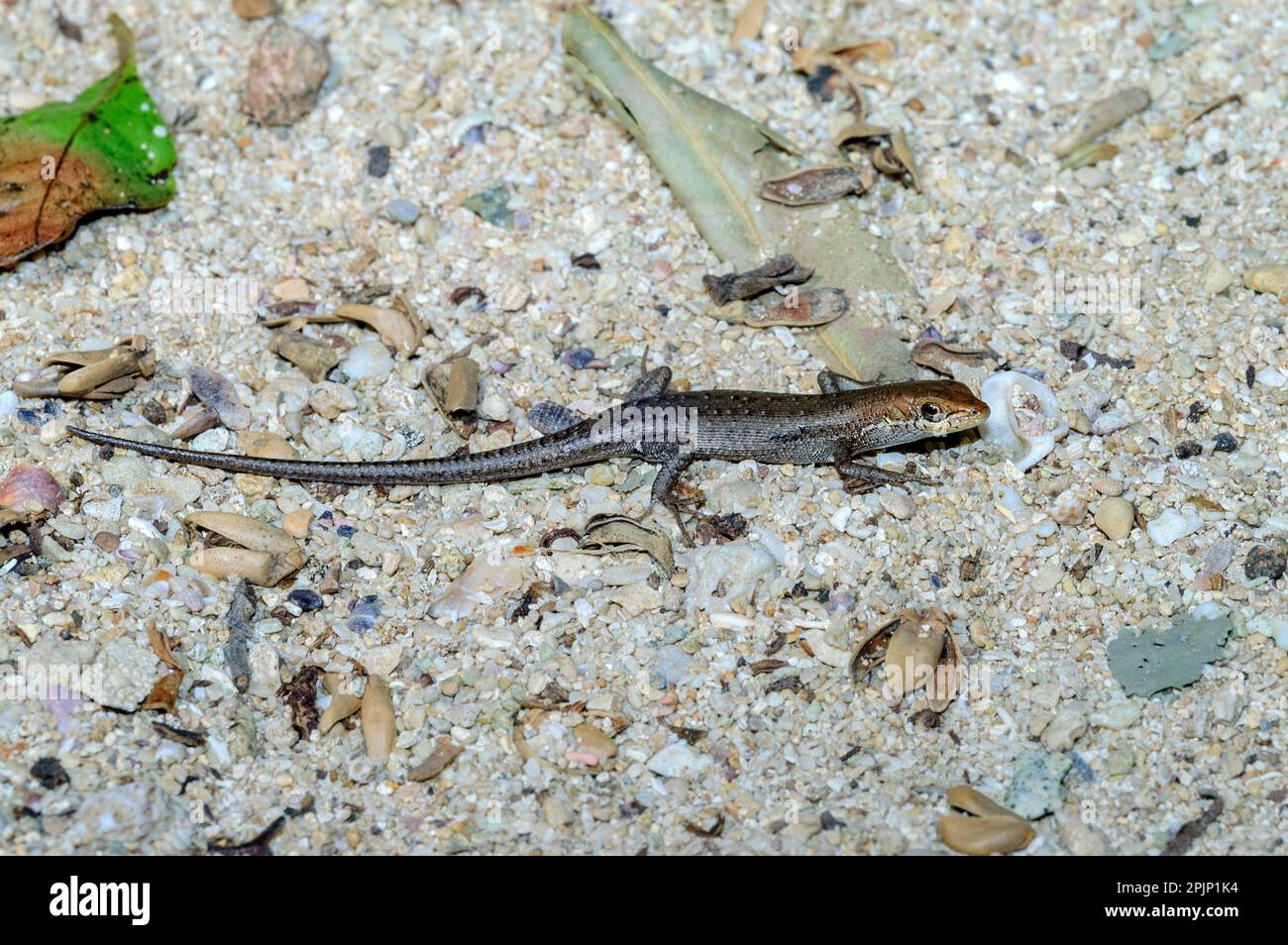 Sunskink (Lampropholis sp.) from Hook Island, Queensland, Australia ...