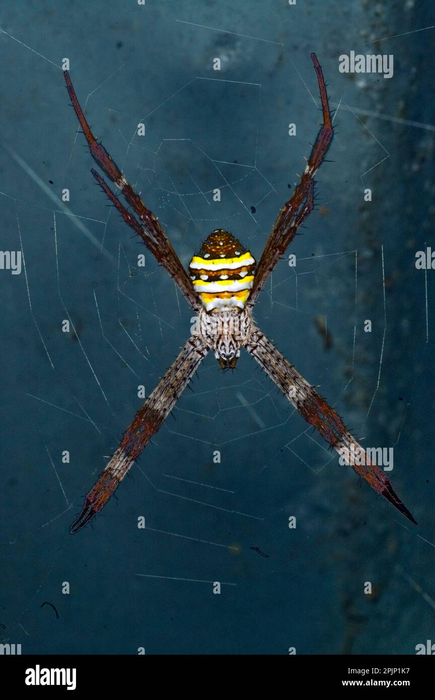 Orb-web spider (Argiope keyserlingi) from Hook Island, Queensland ...