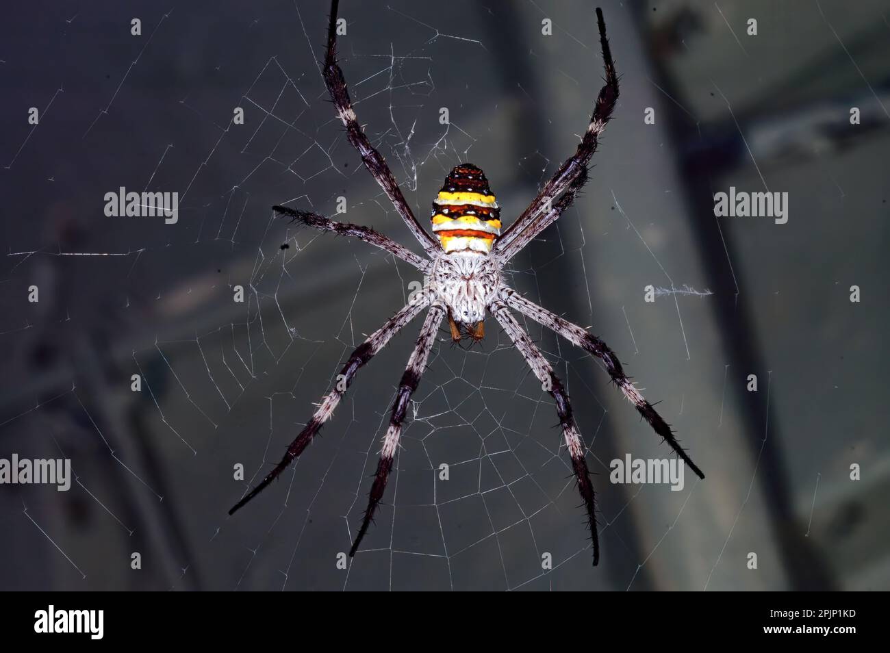 Orb-web spider (Argiope aetherea) from Hook Island, Queensland ...