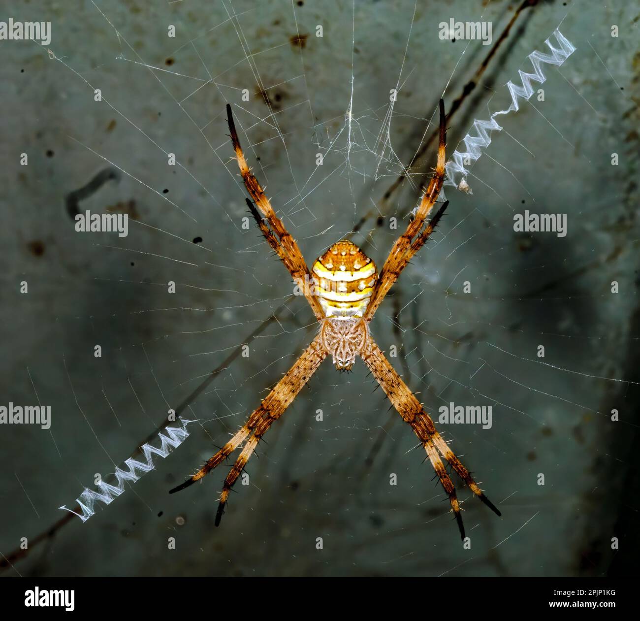 Orb-web spider (Argiope keyserlingi) from Hook Island, Queensland ...