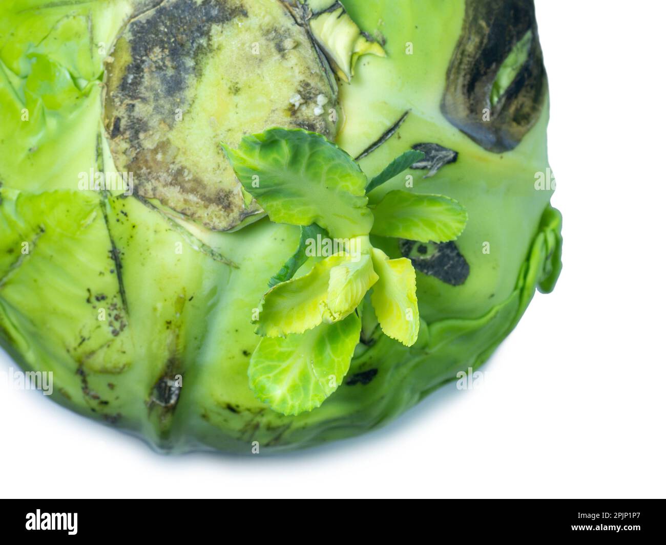 A sprout erupted from a head of cabbage. New life concept. Rotten ...