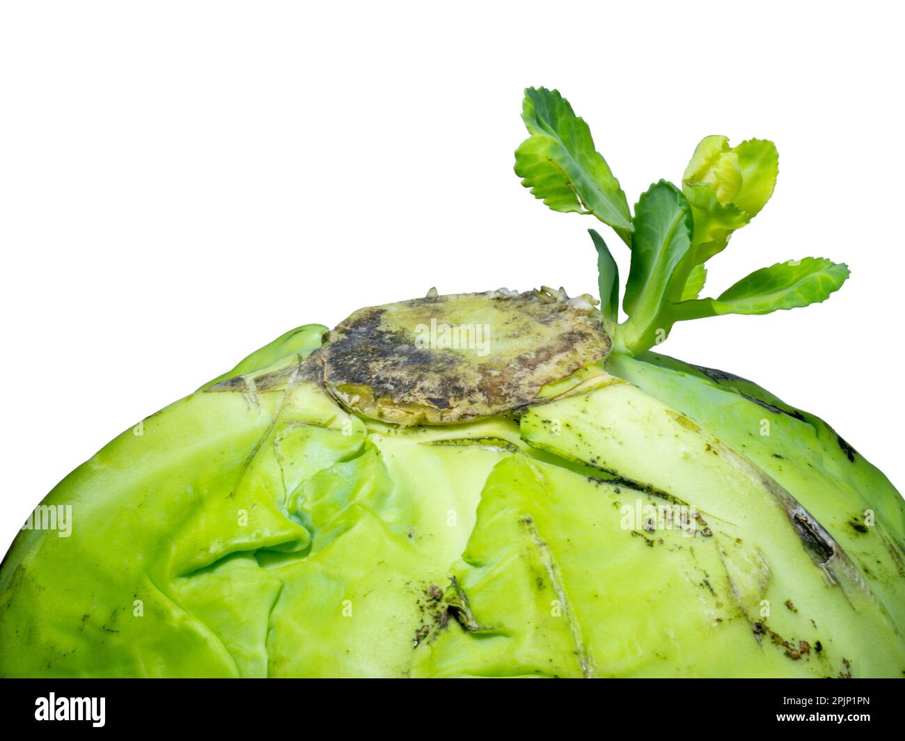 A sprout erupted from a head of cabbage. New life concept. Rotten ...