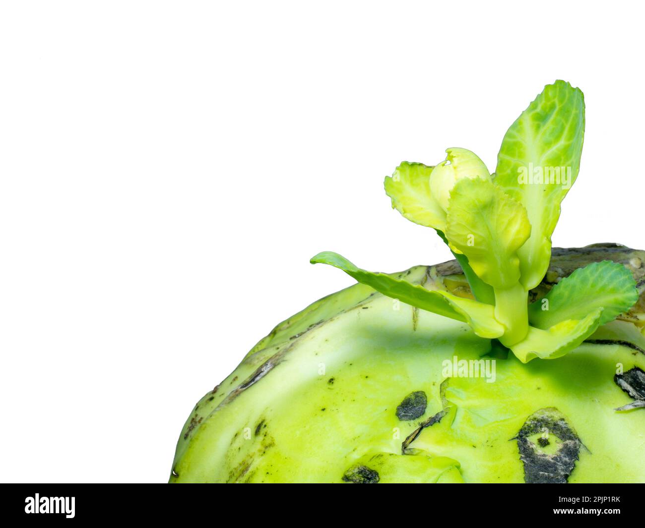 A sprout erupted from a head of cabbage. New life concept. Rotten ...