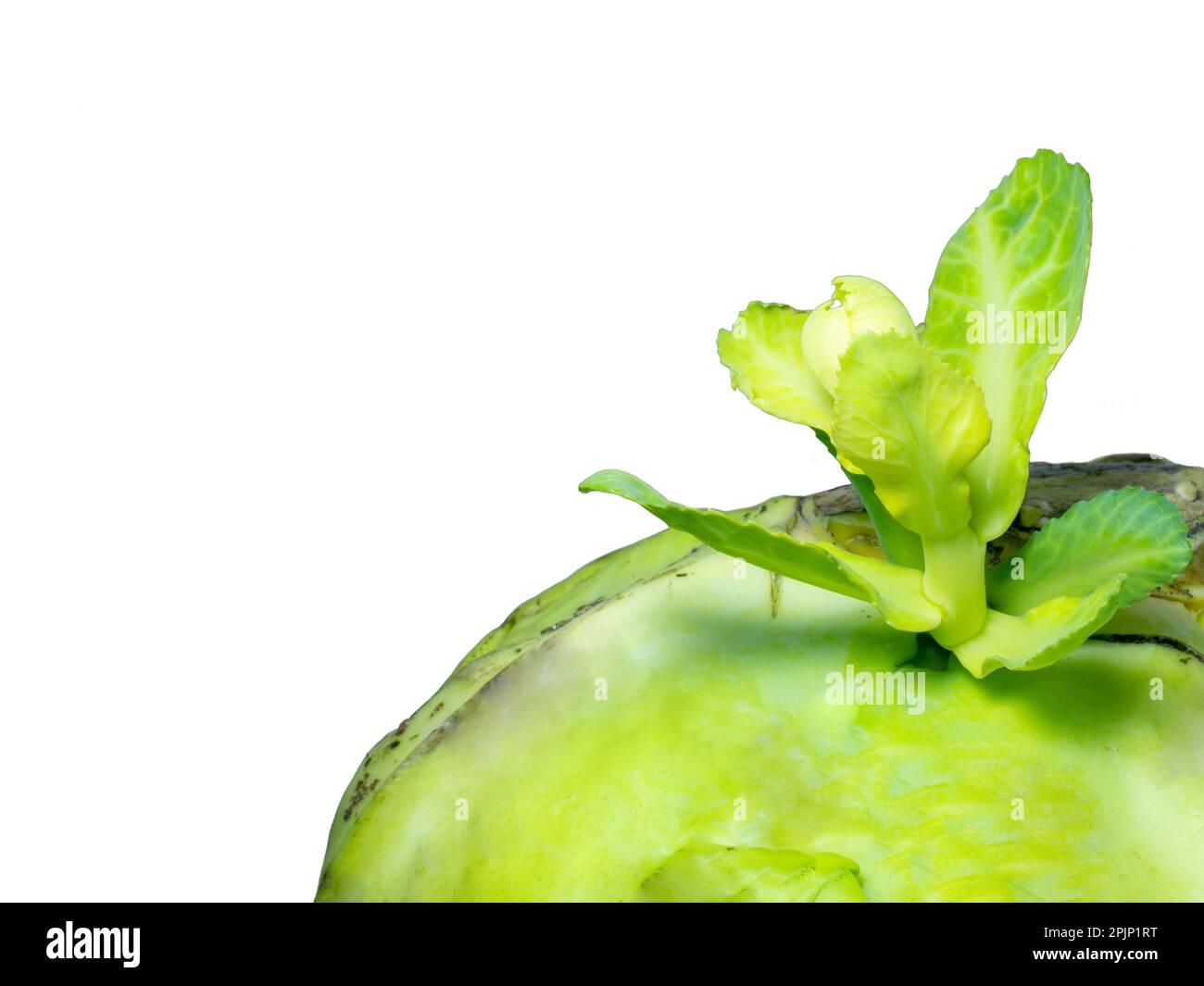 A sprout erupted from a head of cabbage. New life concept. shoot came ...
