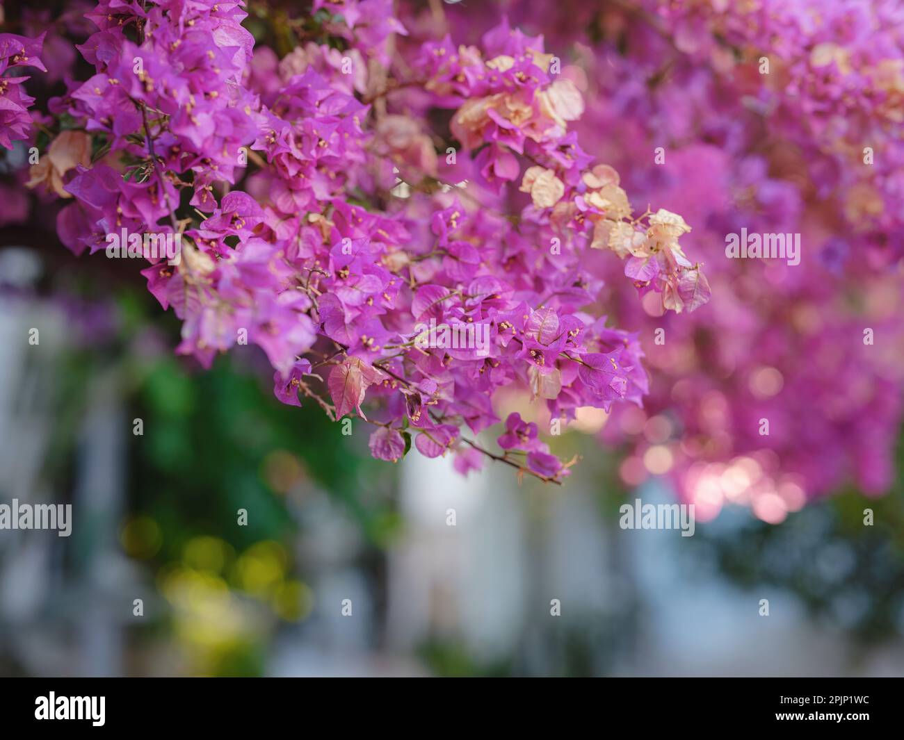Blooming bougainvillea, streets of the old town of Bodrum, Turkey ...