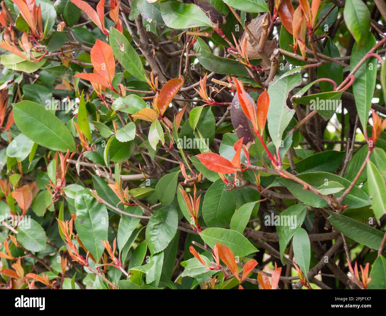 Fresh red leaves on a bush. Green and red leaves in spring. Spring has ...