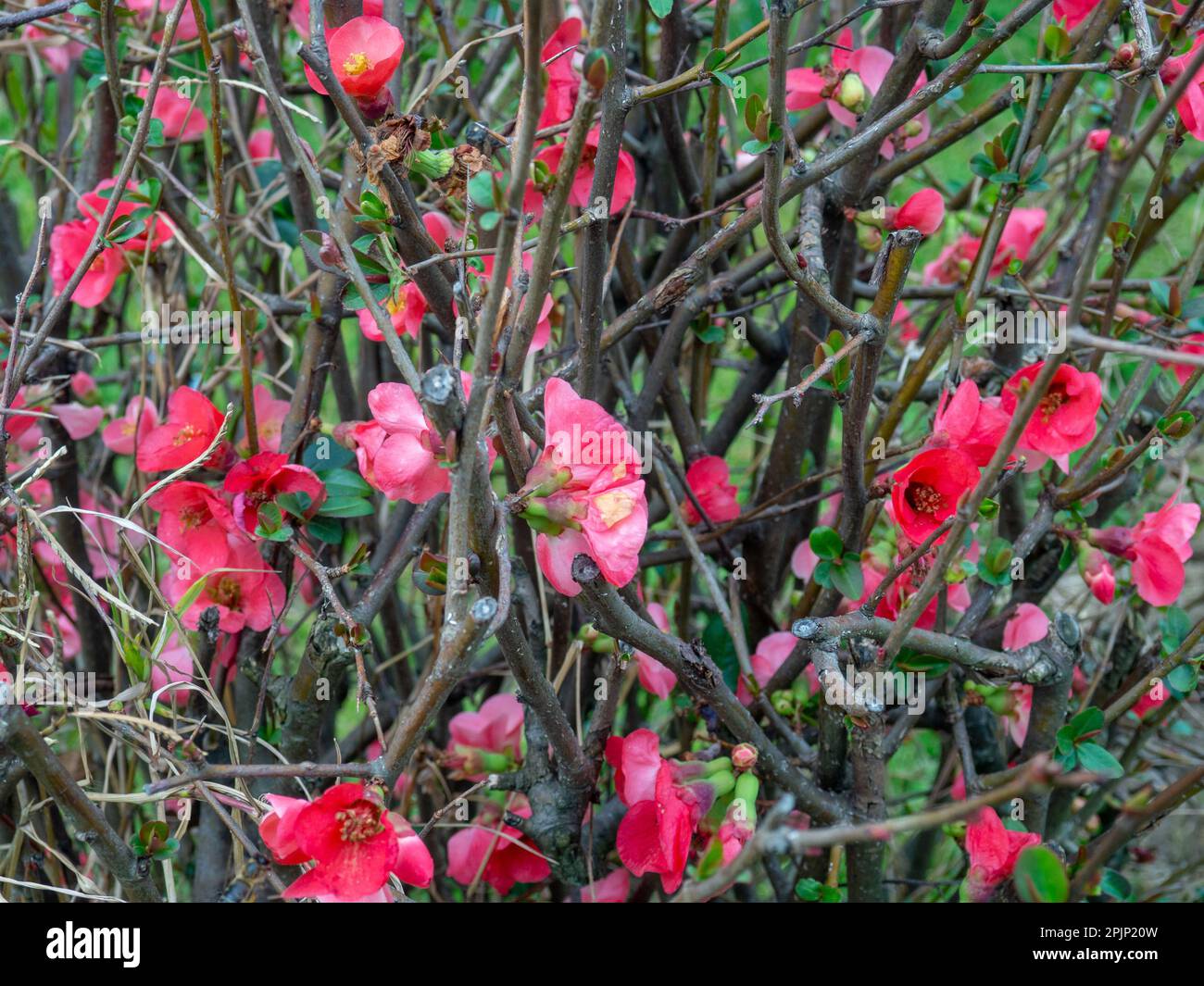 Red flowers on a bush in early spring in the south. Background of ...