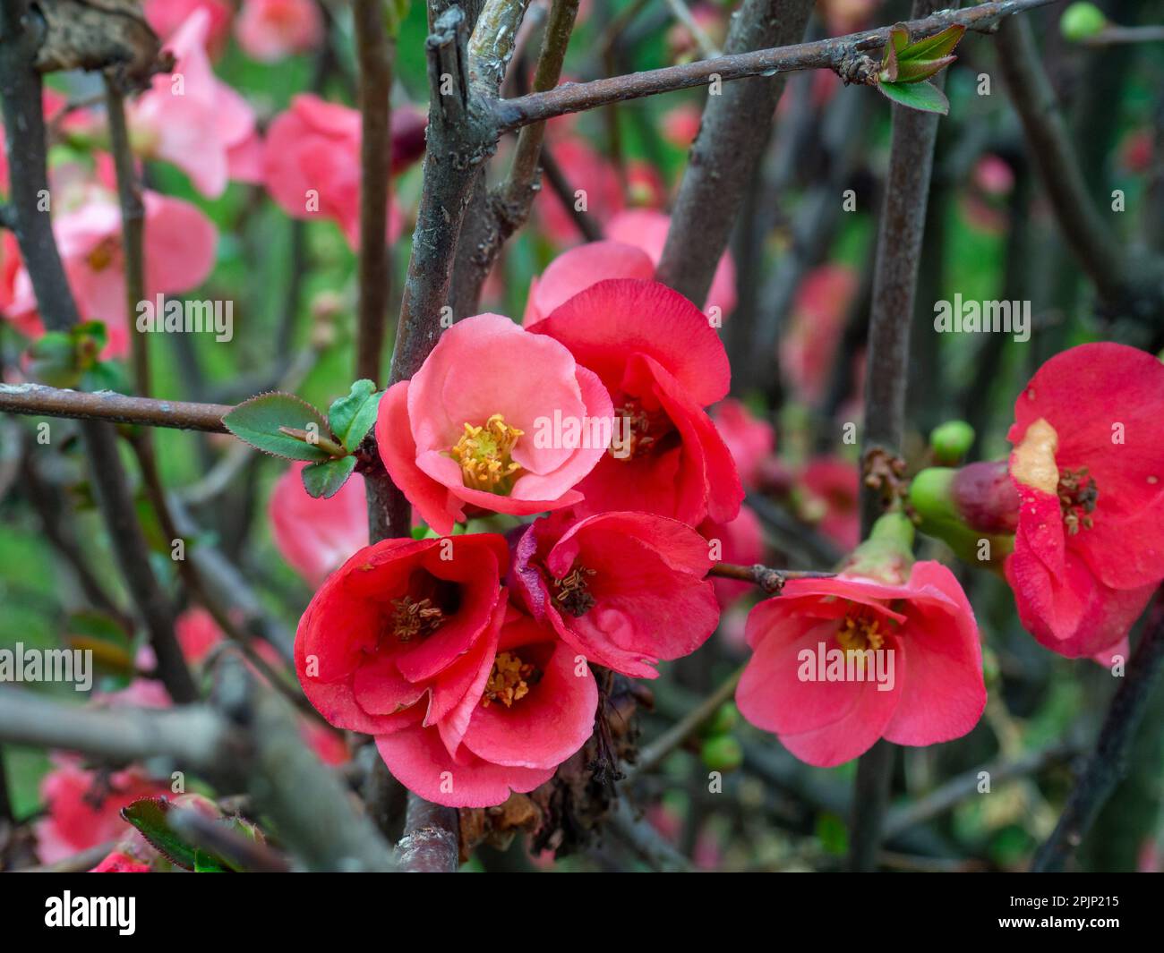 Red flowers on a bush in early spring in the south. Background of ...