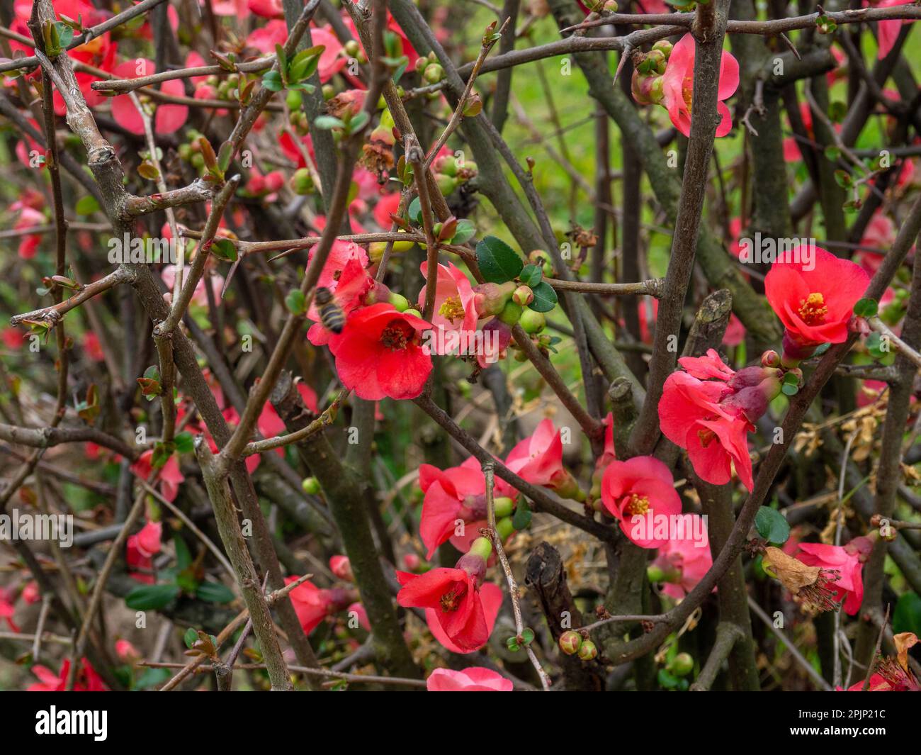Red flowers on a bush in early spring in the south. Background of ...