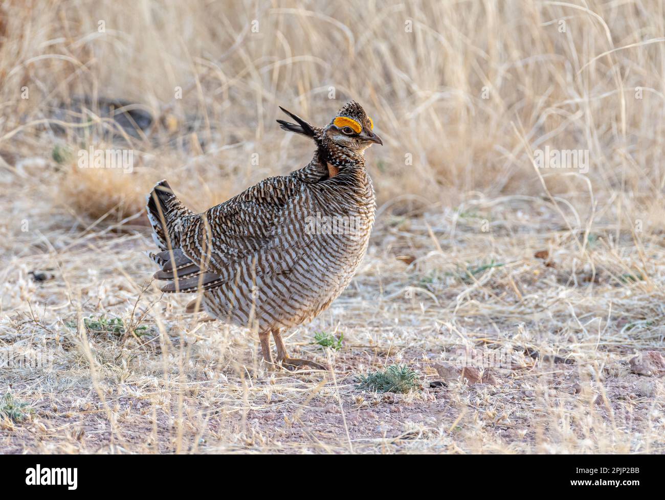 Beautiful and endangered Lesser Prairie-Chickens (Tympanuchus ...