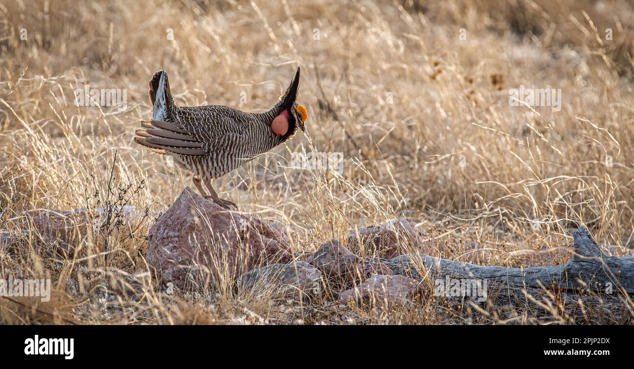 An endangered male Lesser Prairie-Chicken on a spring booming grounds ...