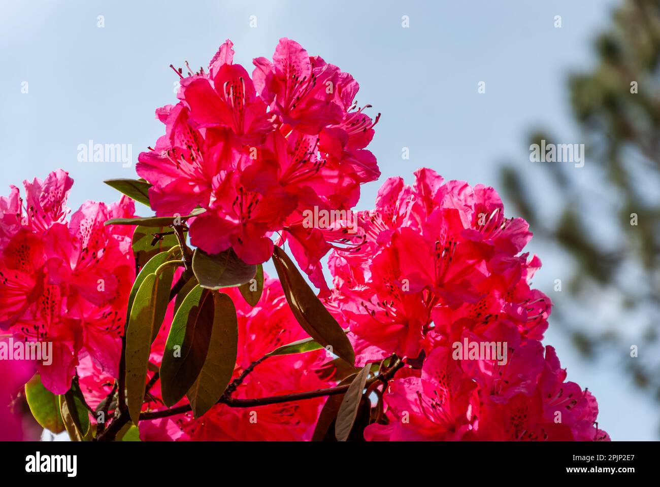 Spring flowers on a sunny April day in an English park in Wolverhampton ...