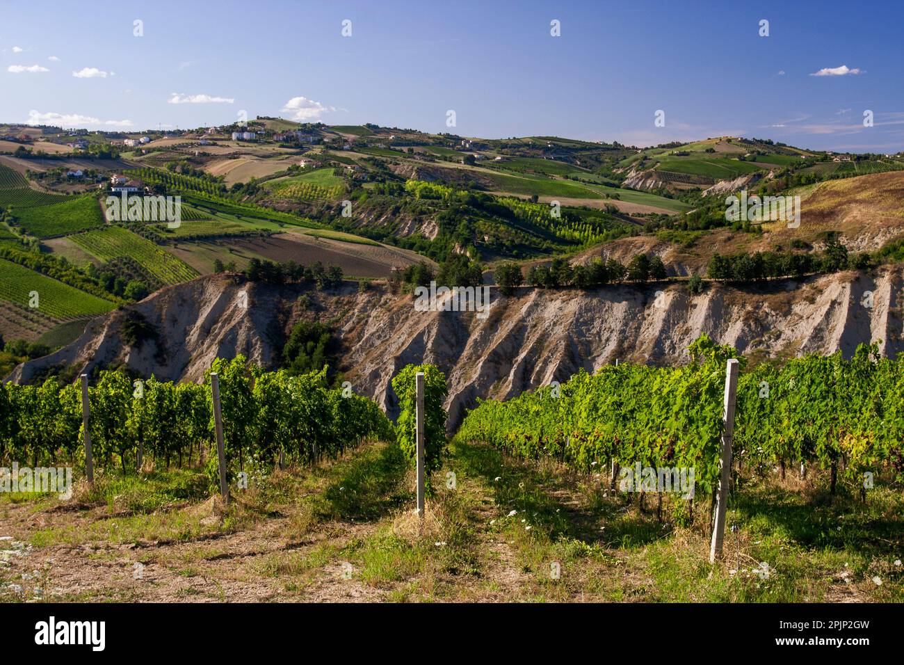 Italy marche vineyards hi-res stock photography and images - Alamy