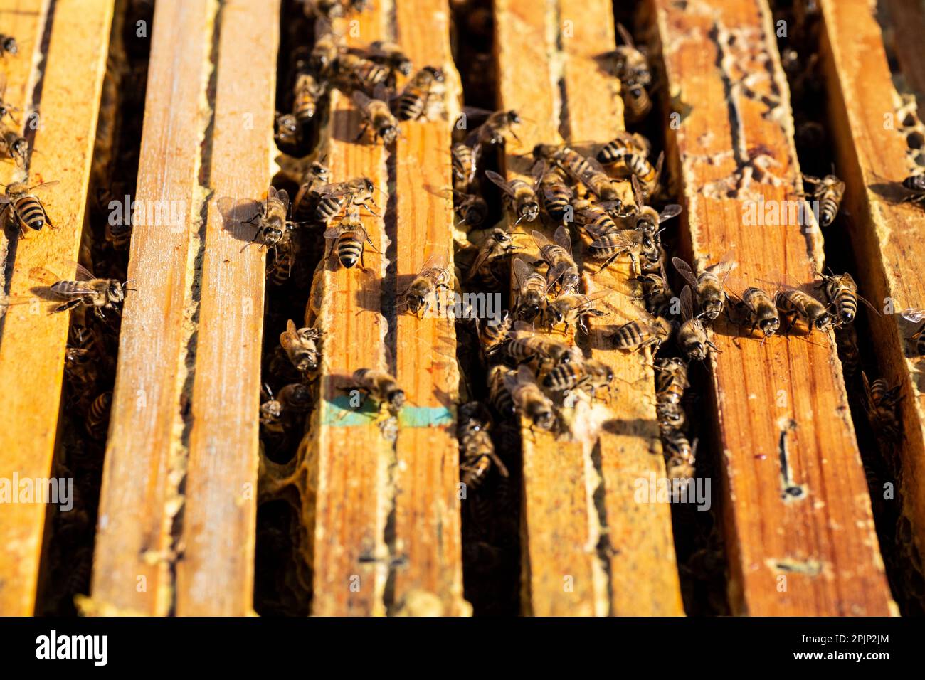 bees raised in the hive that produce honey Stock Photo - Alamy