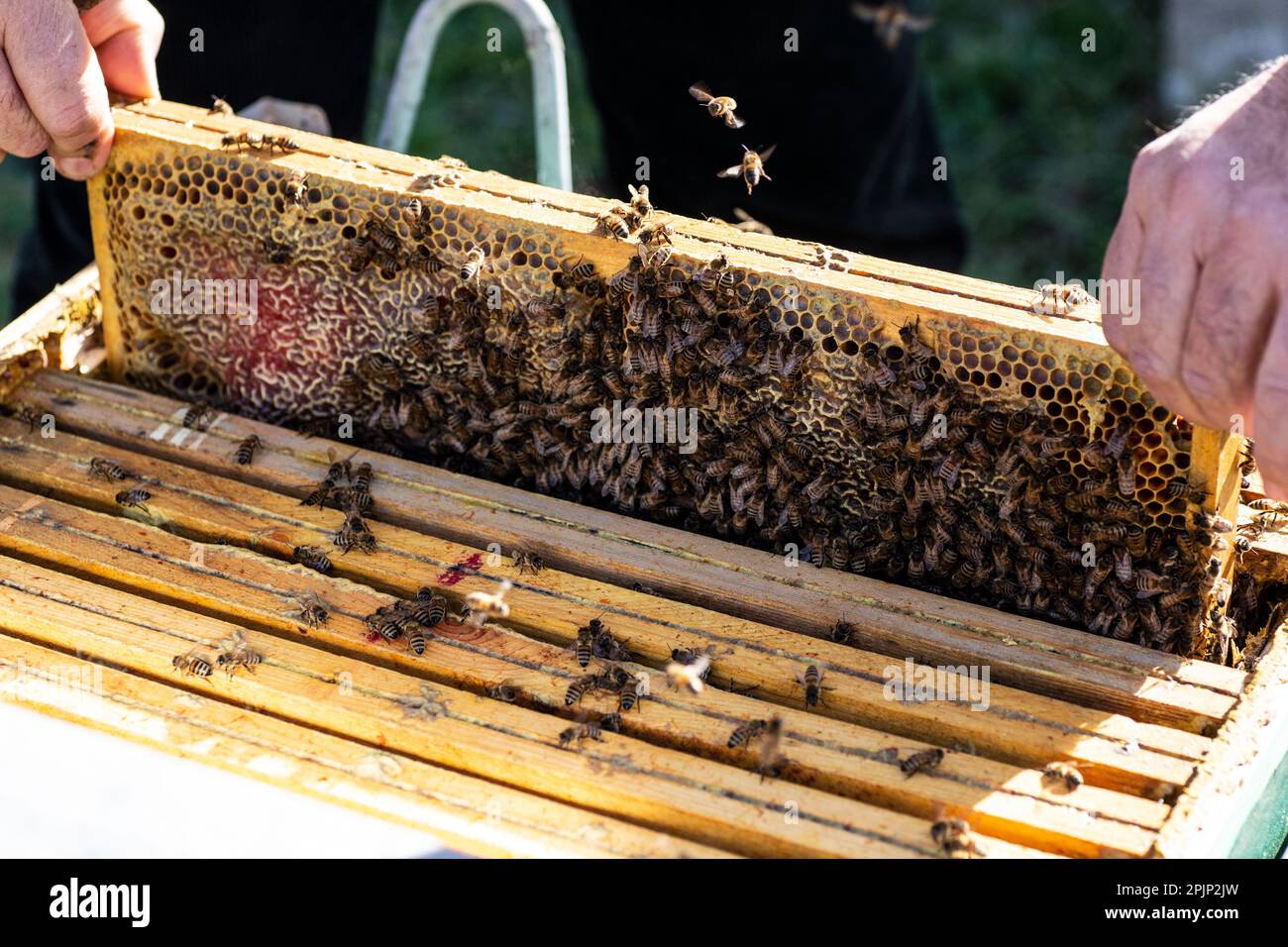 bees raised in the hive that produce honey Stock Photo - Alamy