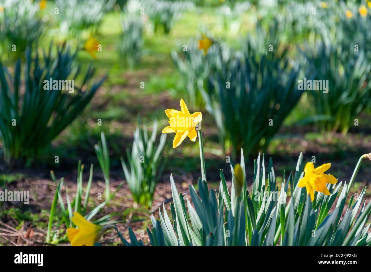 Spring flowers on a sunny April day in an English park in Wolverhampton ...