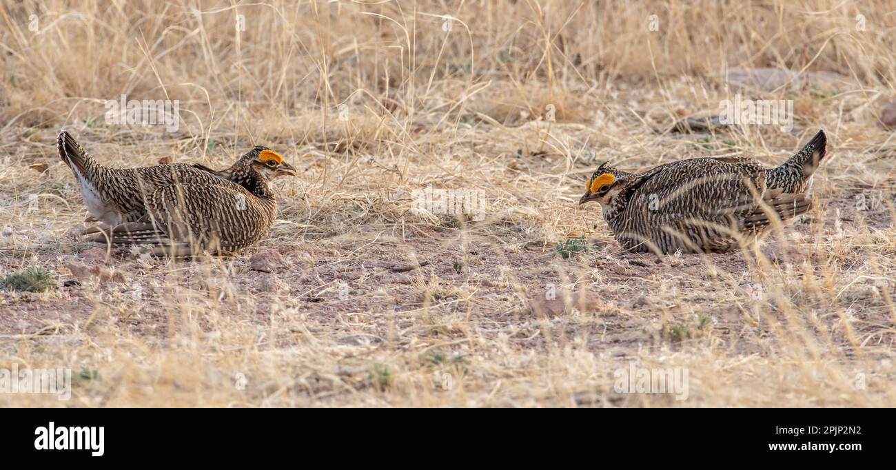 Beautiful and endangered Lesser Prairie-Chickens (Tympanuchus ...