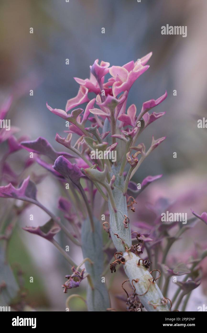 Flower Senecio articulatus - Candle Plant. Asteraceae baculellum ...