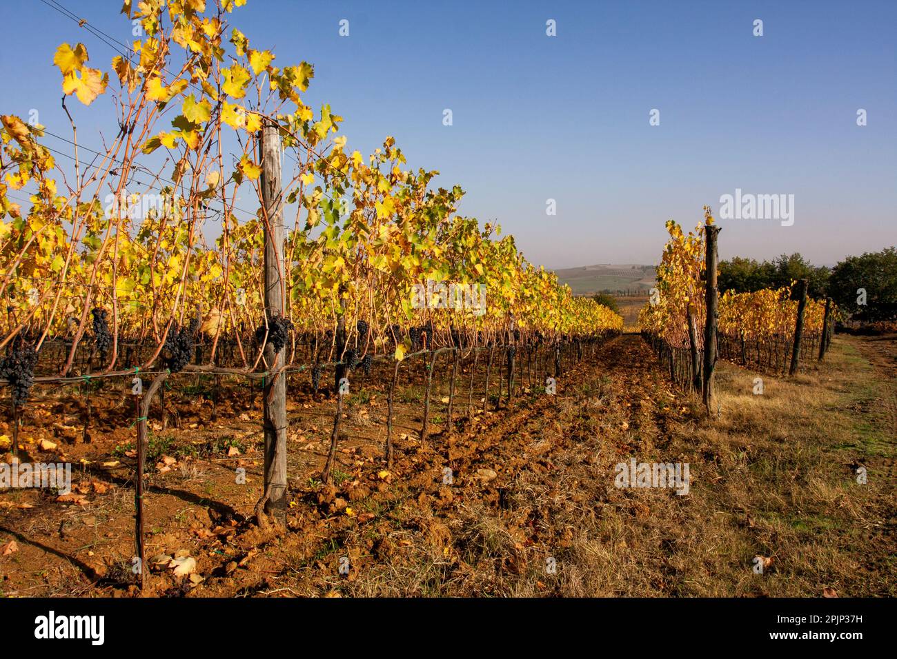 Grapes grapevine sangiovese italy hi-res stock photography and images ...