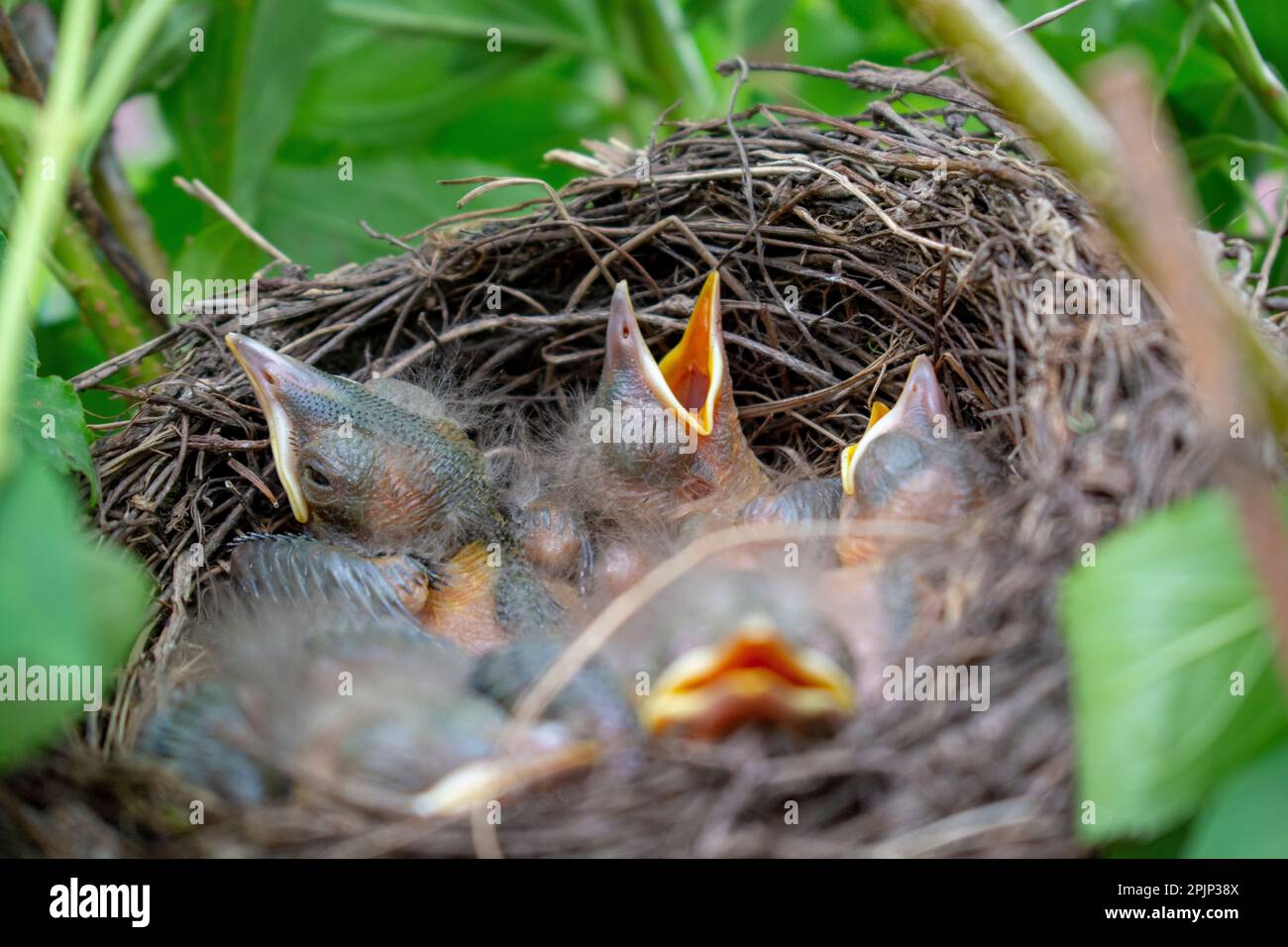 Bird nest with young birds chicks Eurasian Blackbird. Hungry baby ...