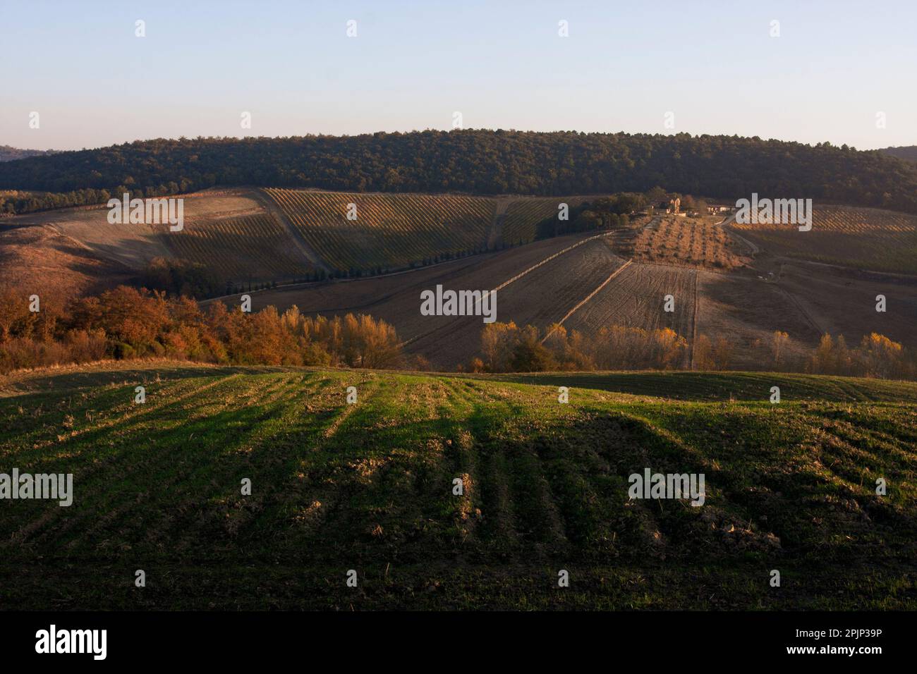 Grapes grapevine sangiovese italy hi-res stock photography and images ...