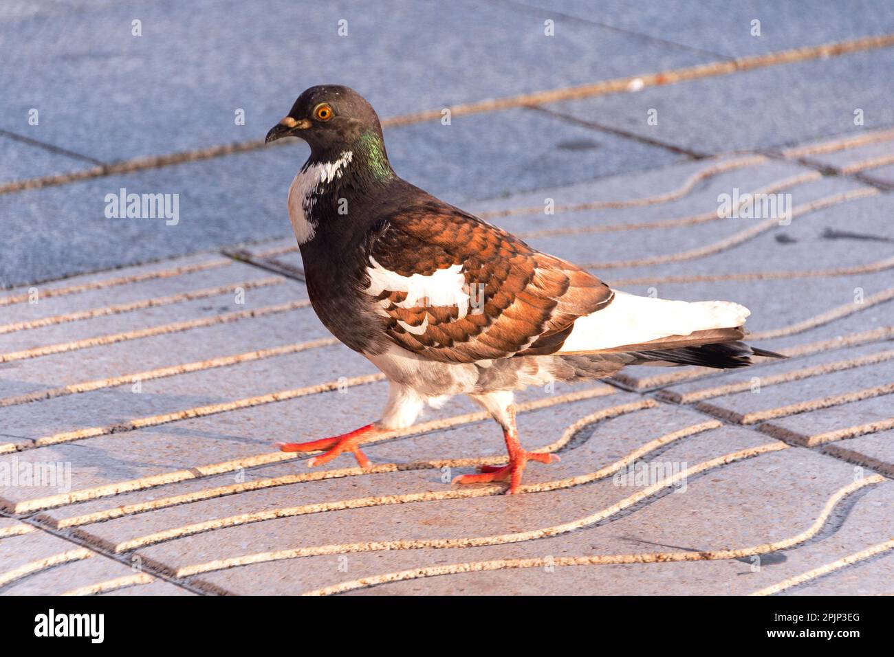 Feathered feet pigeon hi-res stock photography and images - Alamy