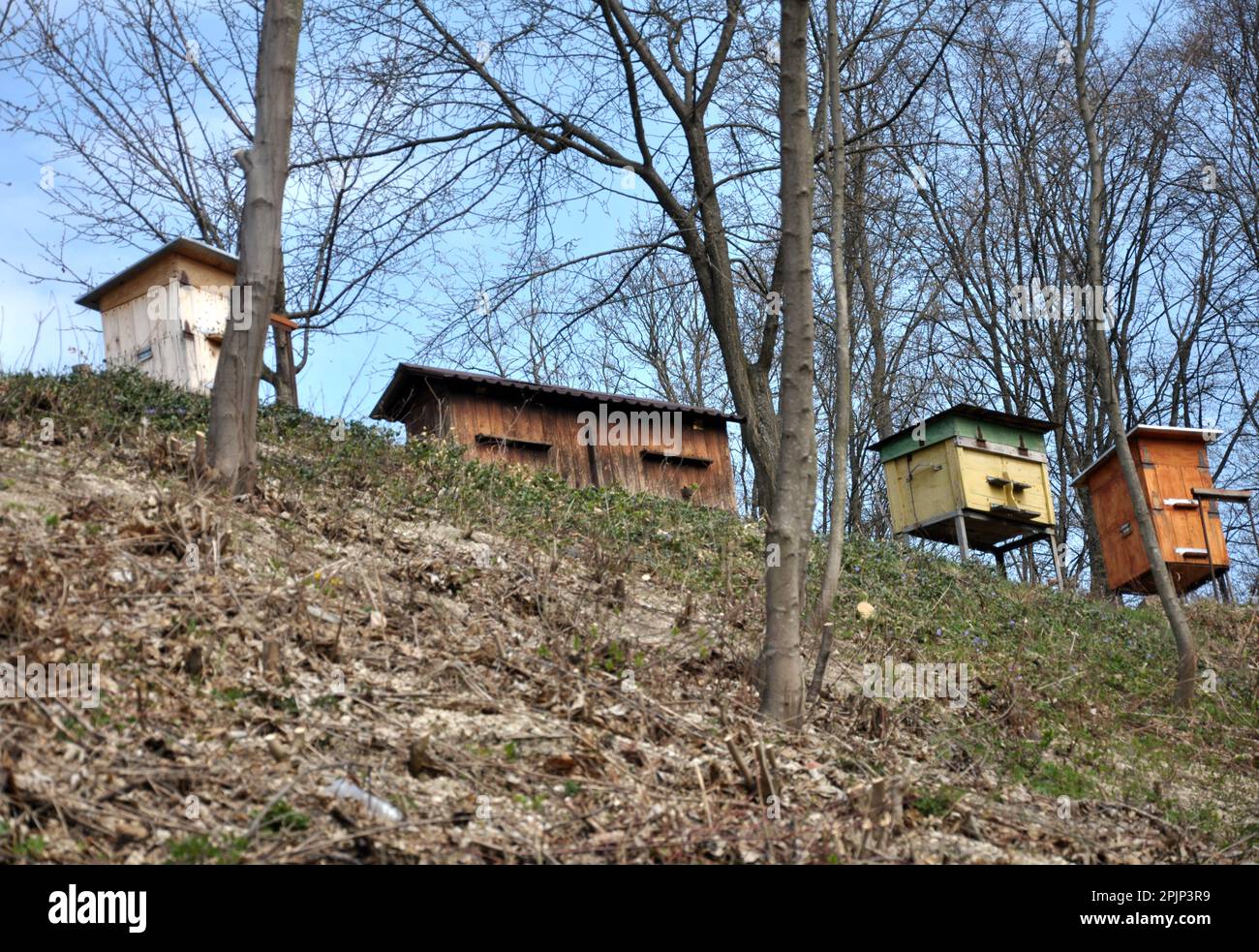 Private apiary with hives in the garden near the house Stock Photo - Alamy