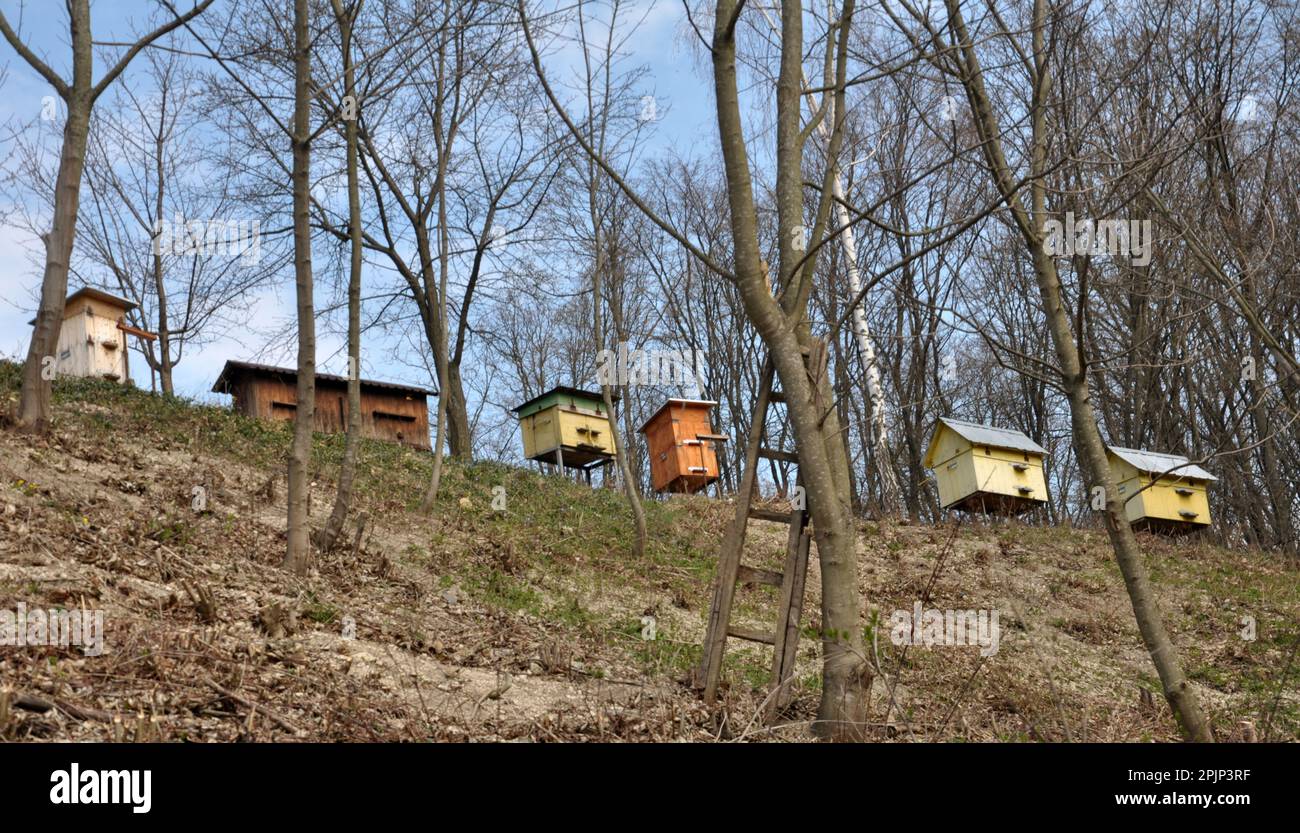 Wood bees hives beehive garden hi-res stock photography and images - Alamy