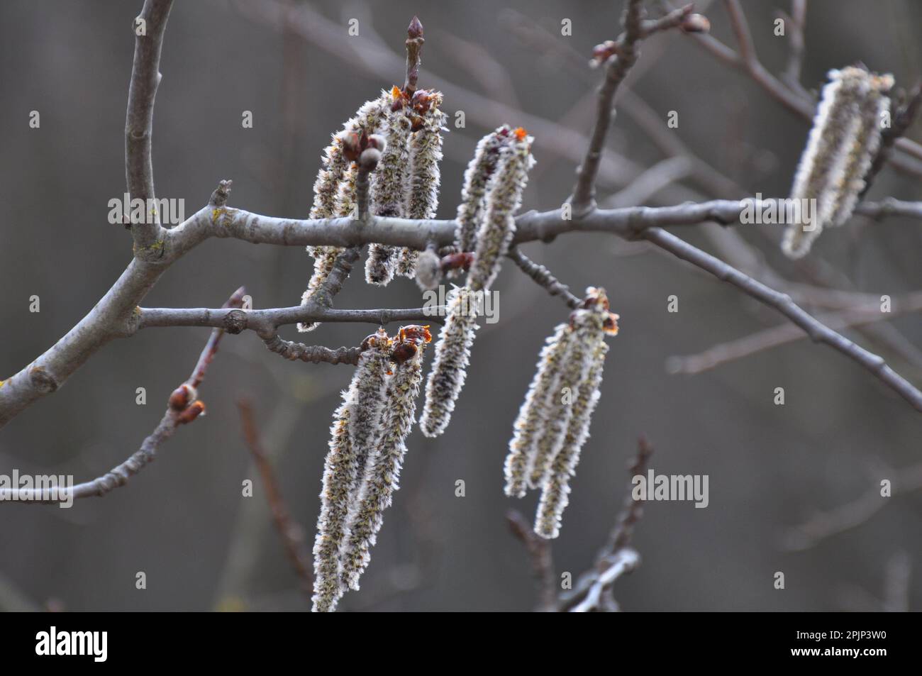 Populus tremuloides catkins hi-res stock photography and images - Alamy