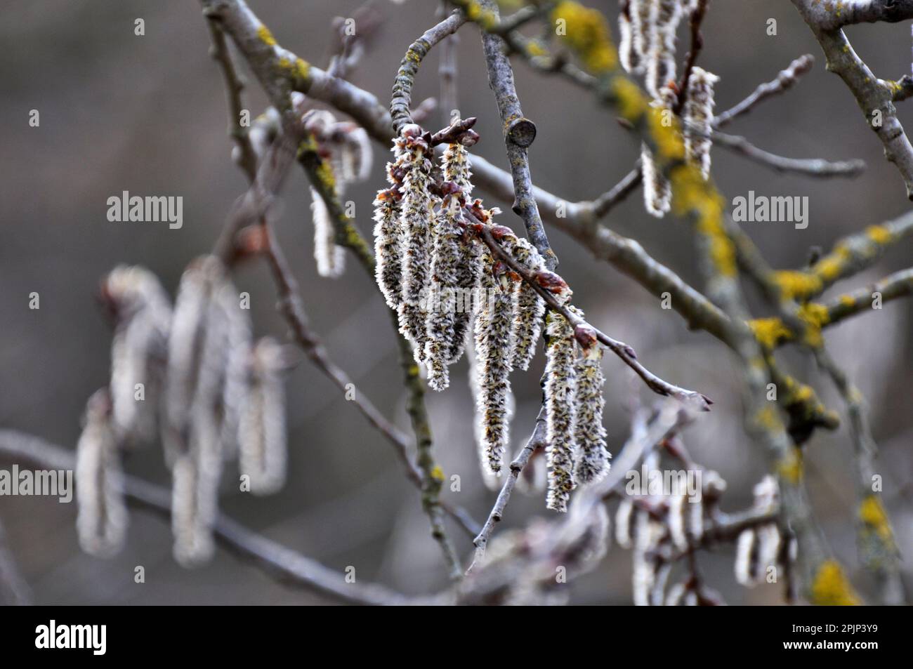 Populus tremuloides catkins hi-res stock photography and images - Alamy