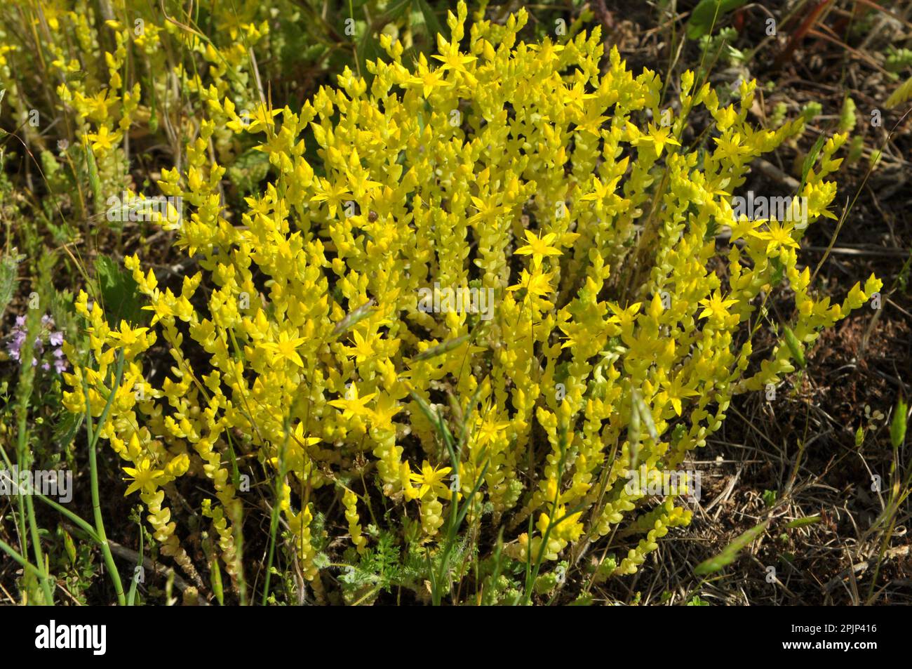 In the wild stonecrop (Sedum acre) grows on rocky soils Stock Photo - Alamy
