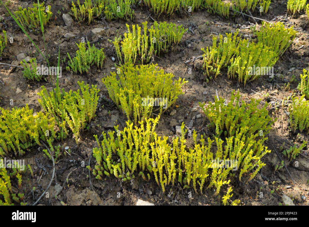 In the wild stonecrop (Sedum acre) grows on rocky soils Stock Photo - Alamy