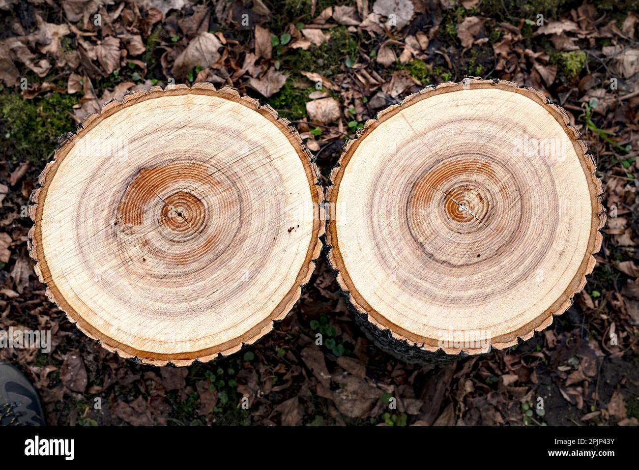 Close up sections hi-res stock photography and images - Alamy