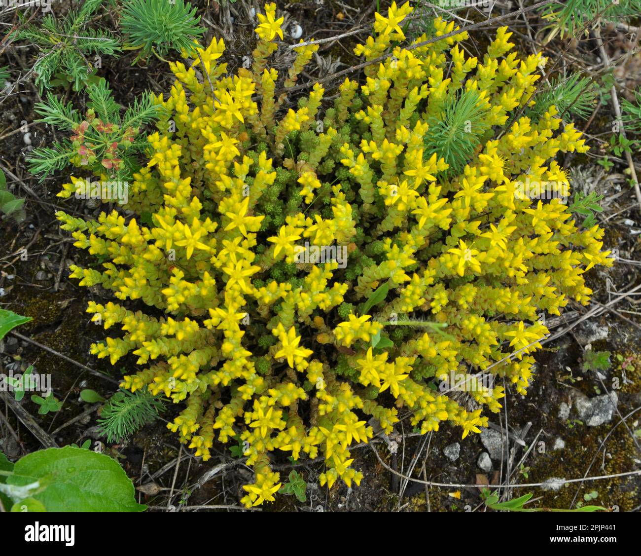 In the wild stonecrop (Sedum acre) grows on rocky soils Stock Photo - Alamy