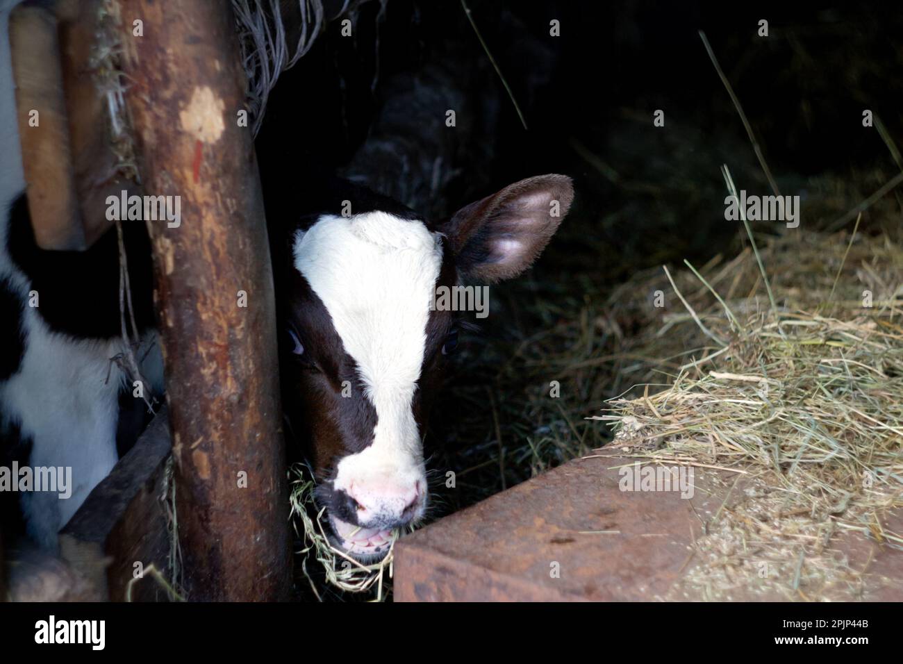 Calf eating. Defocus portrait of baby calf standing in barn and eating ...