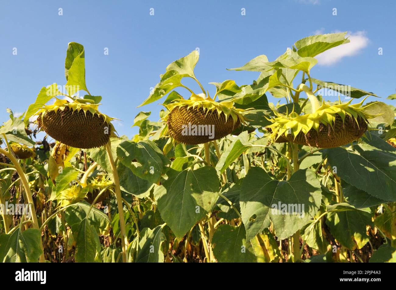 Ripe sunflower hi-res stock photography and images - Alamy