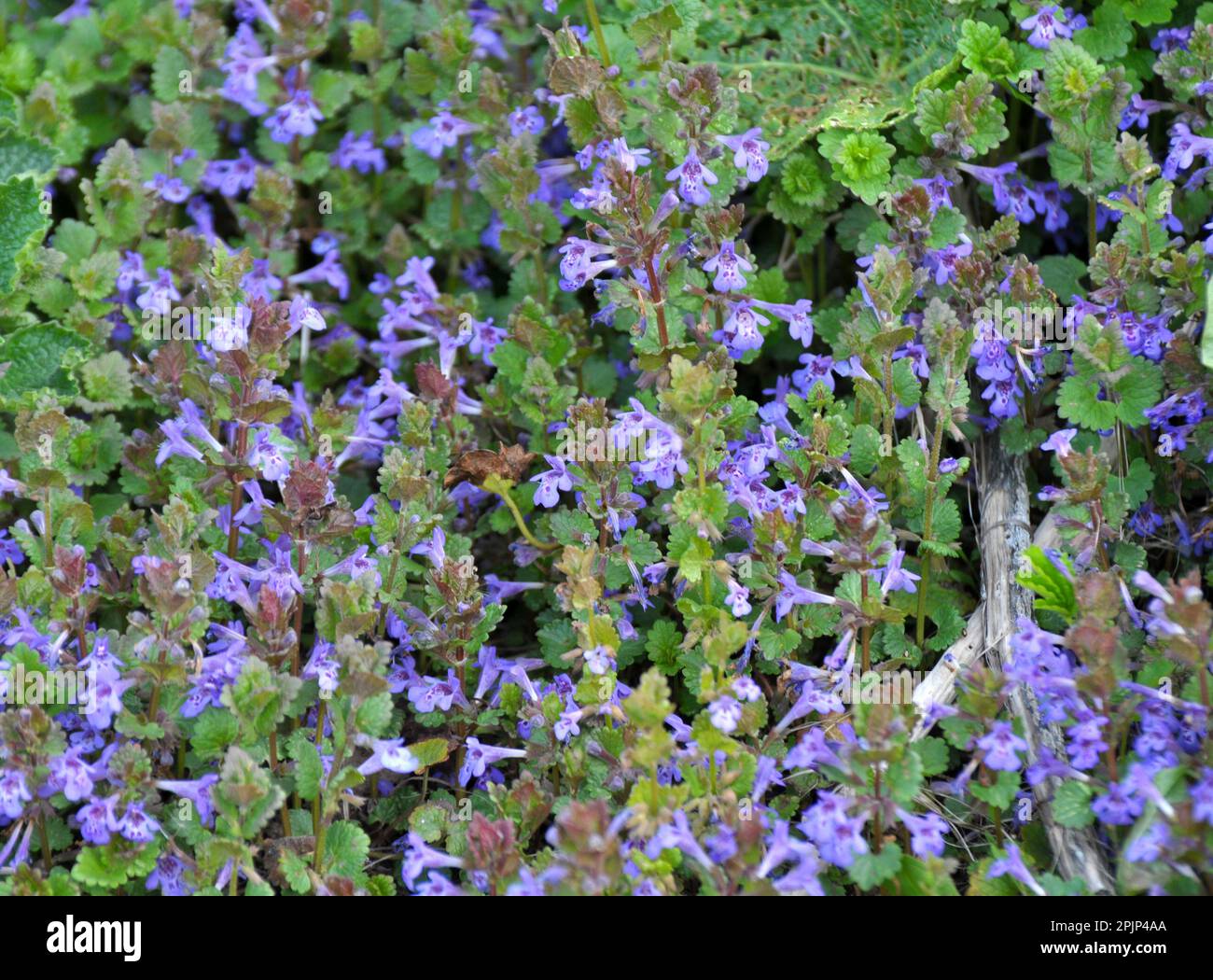 In spring, Glechoma hederacea grows and blooms in the wild Stock Photo ...