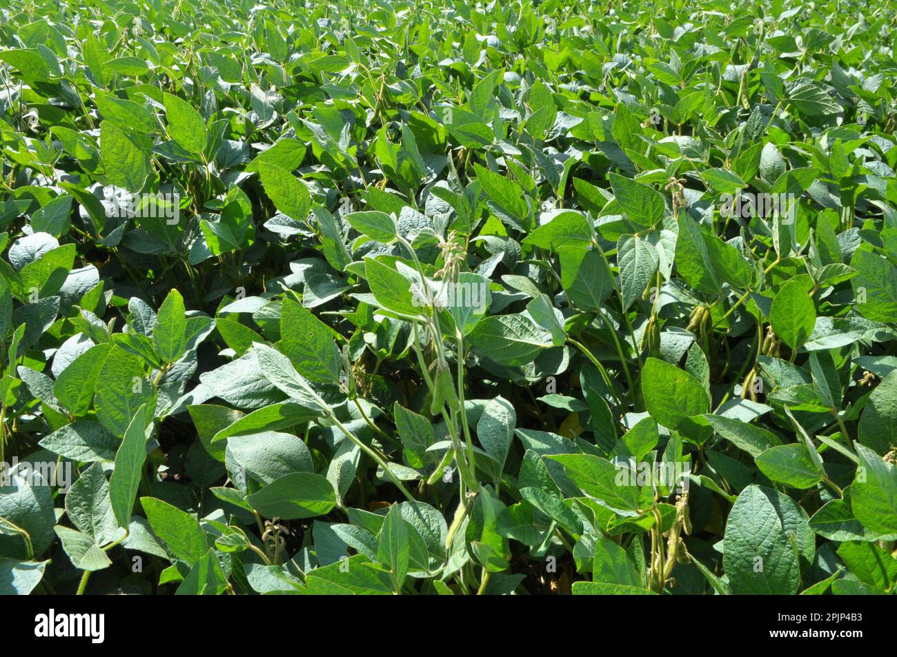 In summer, soybeans grow on the farm field Stock Photo - Alamy