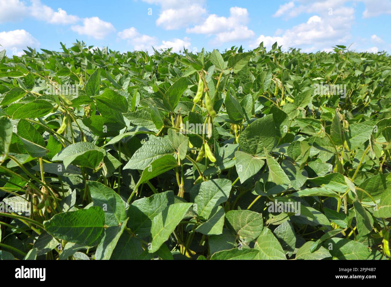 In summer, soybeans grow on the farm field Stock Photo - Alamy