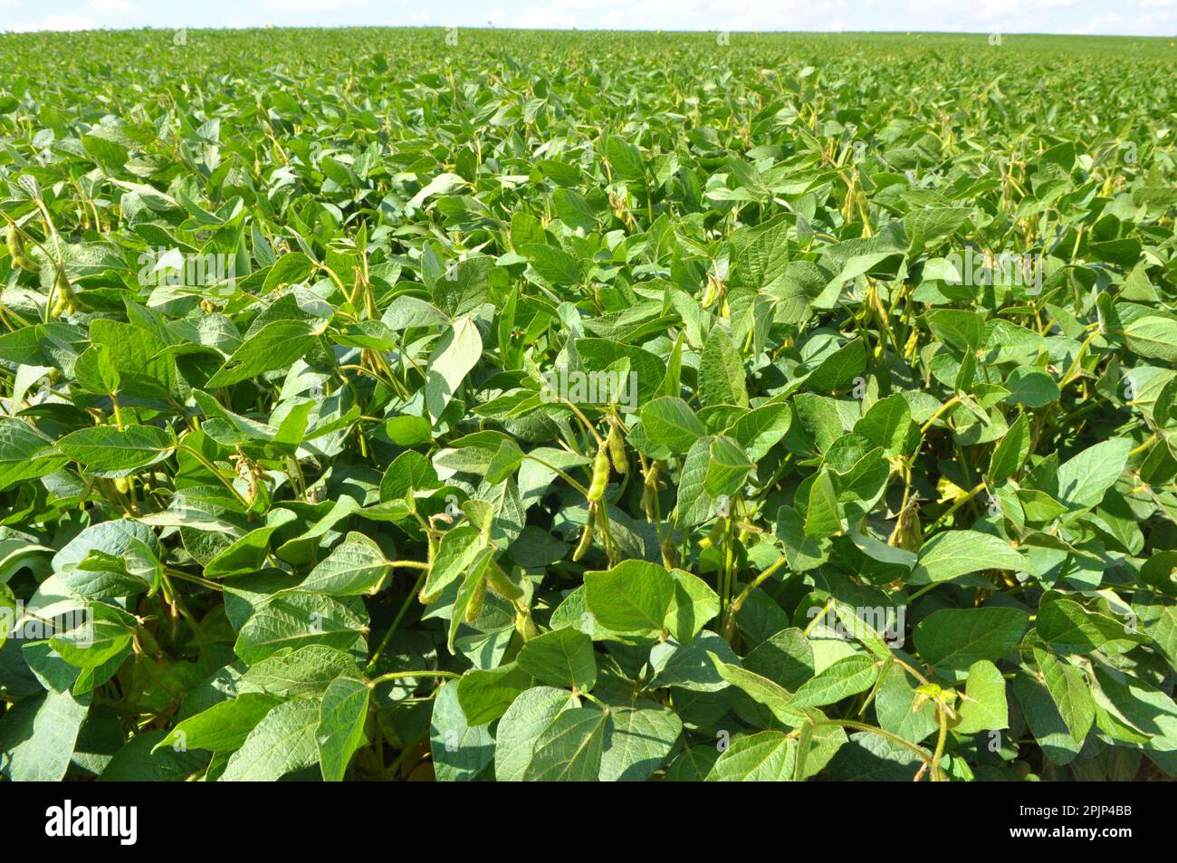In summer, soybeans grow on the farm field Stock Photo - Alamy