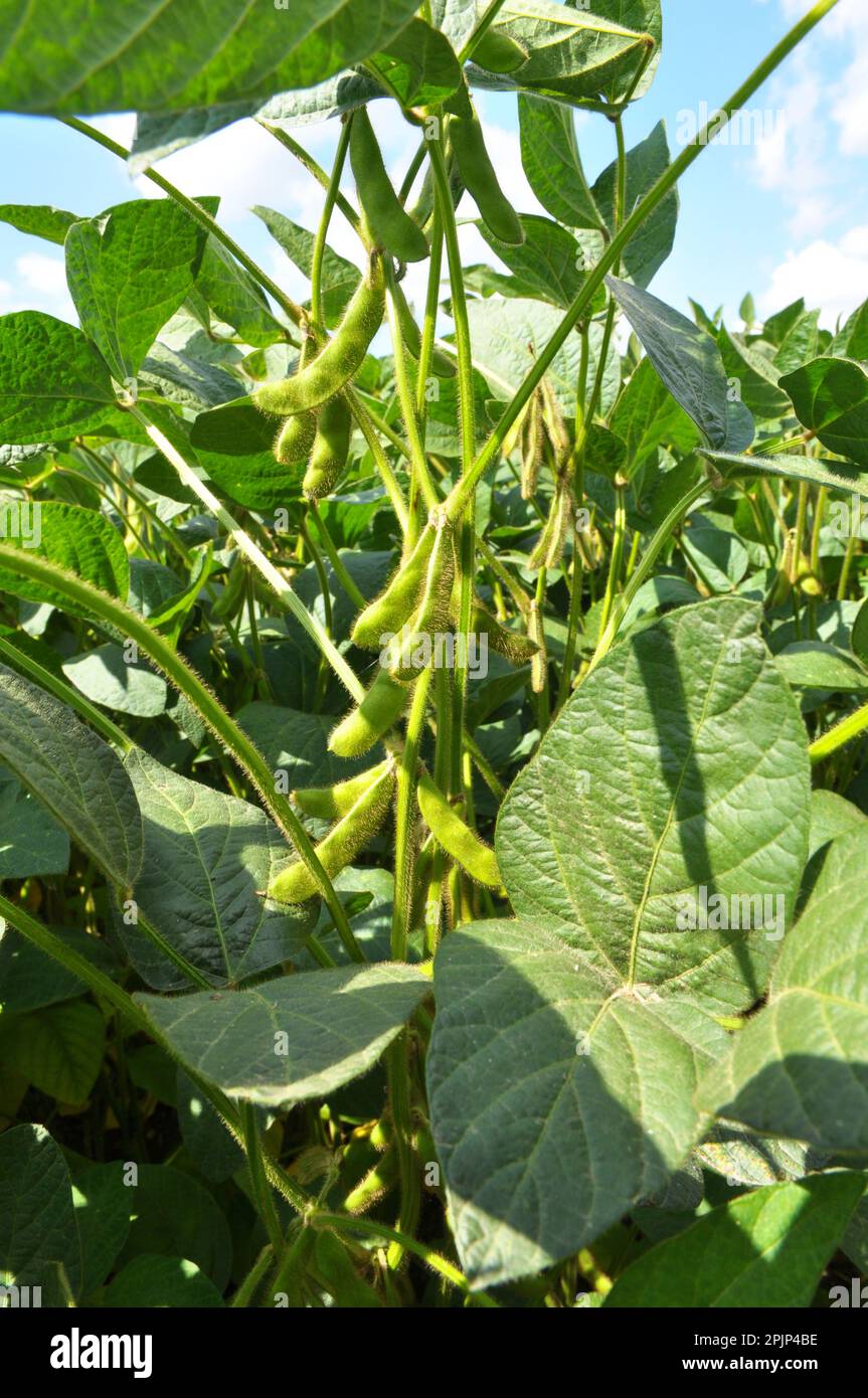 In summer, soybeans grow on the farm field Stock Photo - Alamy
