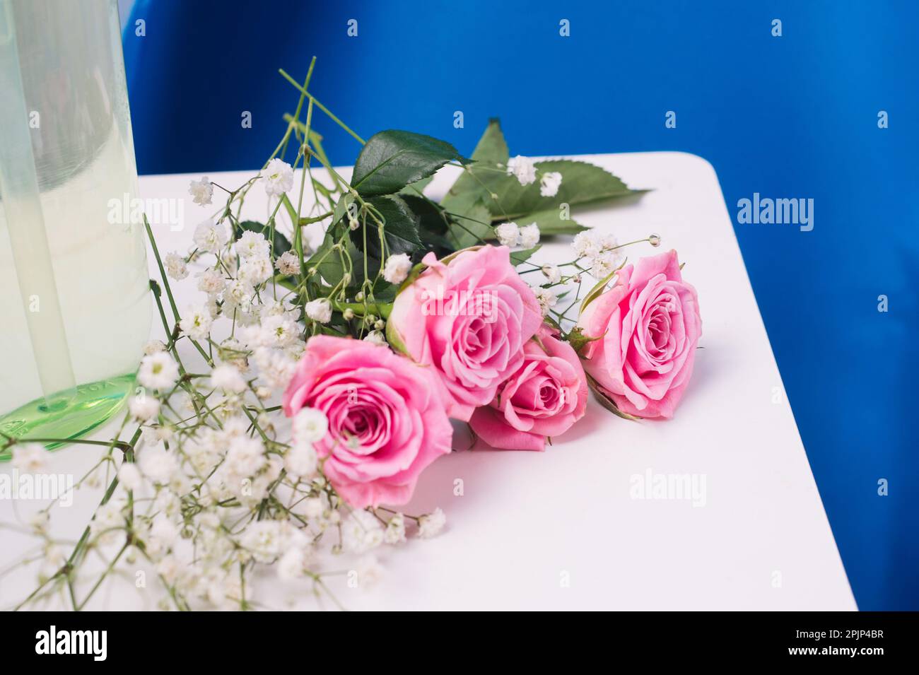Pink roses on white background. Flat position, view from above Stock ...