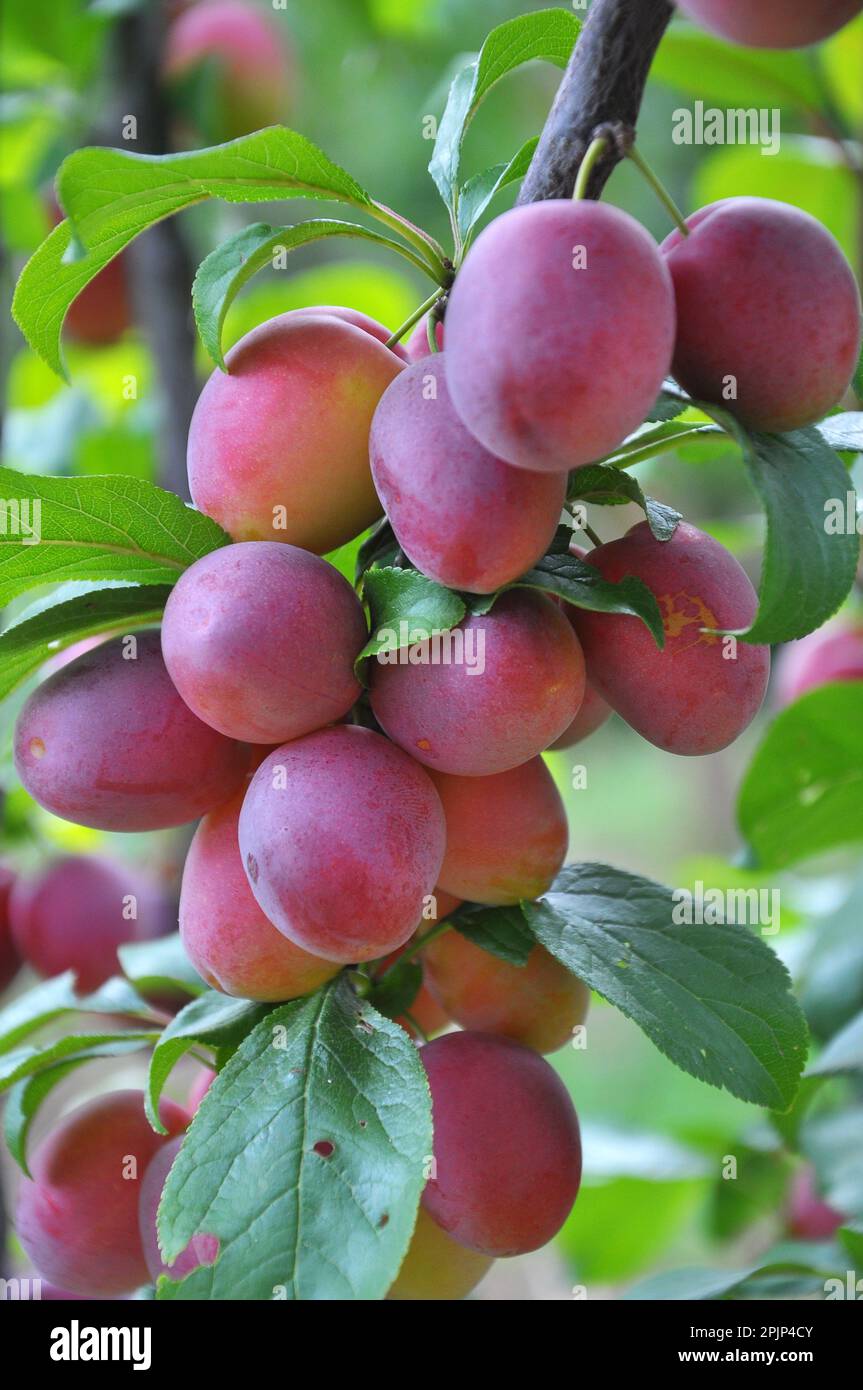 In the garden on a tree branch ripe plums with pink color of the fruit ...