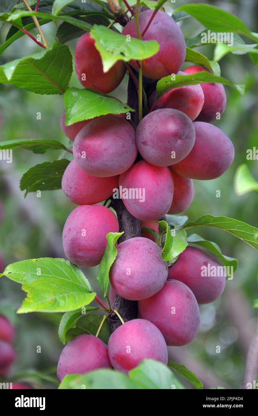 In the garden on a tree branch ripe plums with pink color of the fruit ...