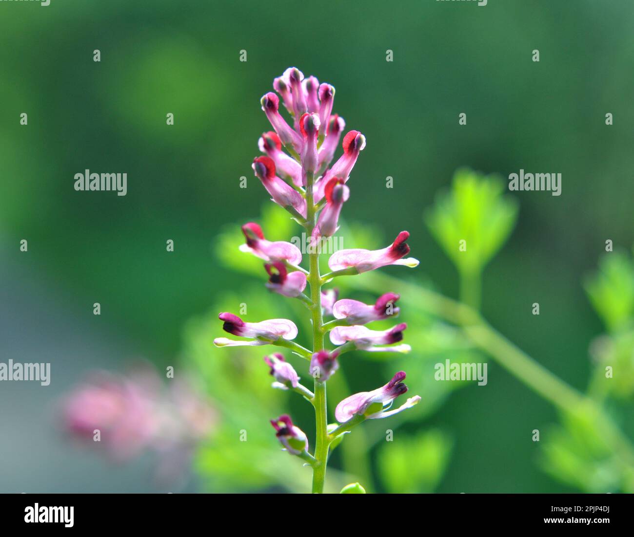 Botany fumariaceae drug hi-res stock photography and images - Alamy