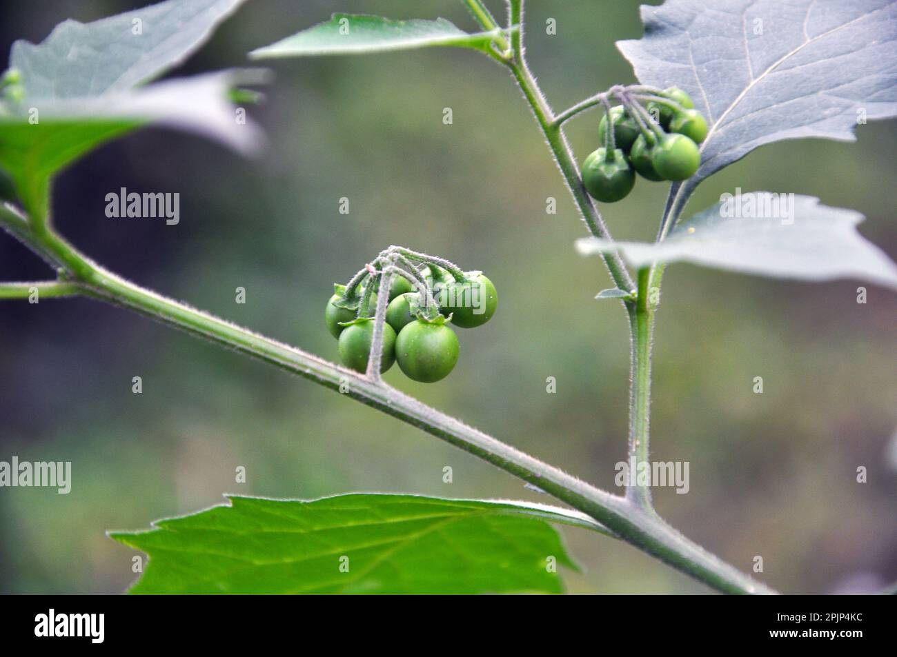In nature grows plant with poisonous berries nightshade (Solanum nigrum ...