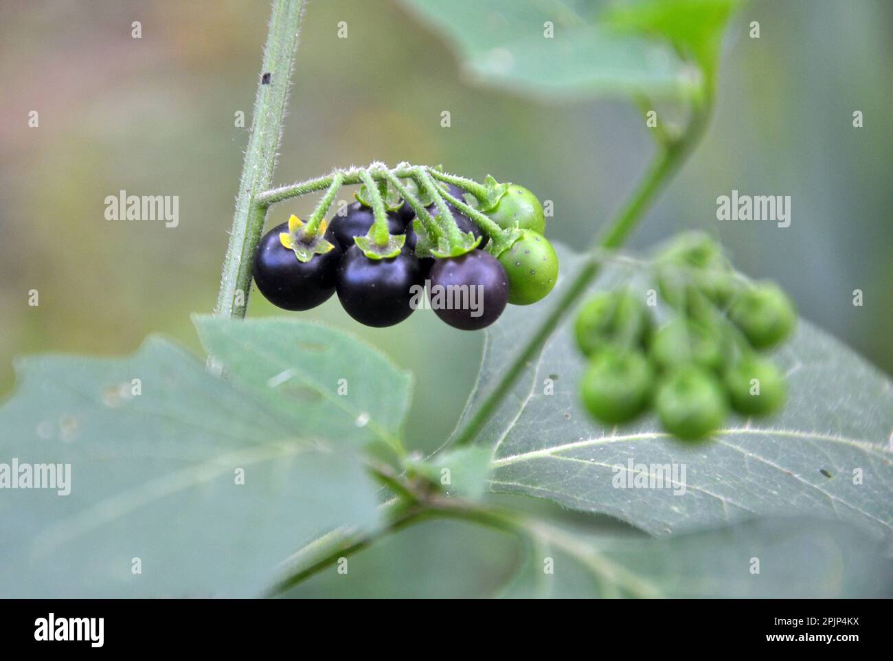 Solanum Nigrum Poisonous